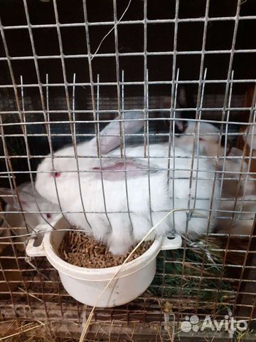Продаем кроликов помесных и калифарнийцев