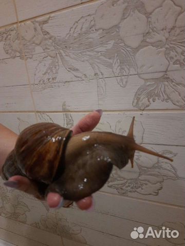 Улитки ахатины пара