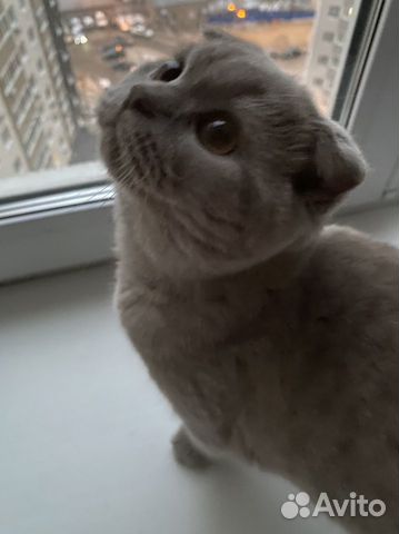 Шотландская кошка вязка