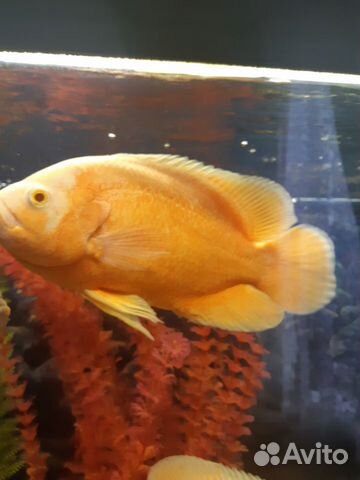 Астронотус