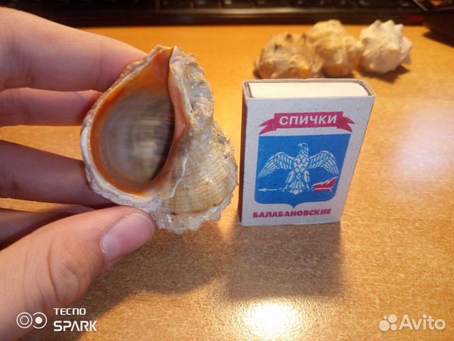 Ракушки рапанов