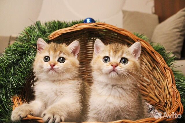 Британские Золотые красотки