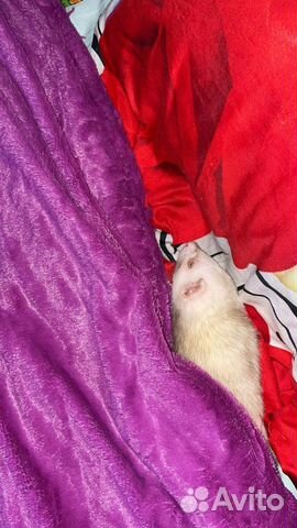 Хорек с клеткой