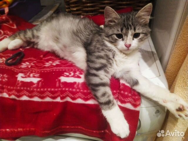 Кошки в добрые руки бесплатно