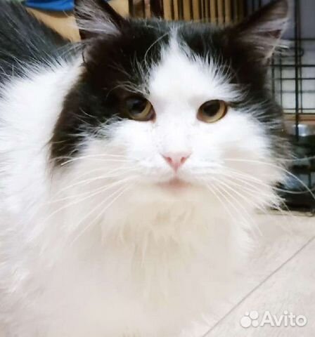 Очень милый котик ищет дом