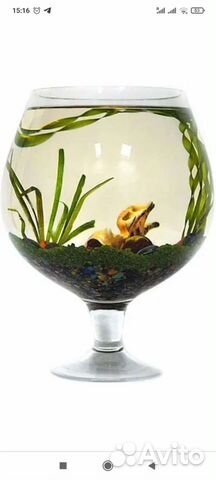Аквариум чаша на ножке/бокал