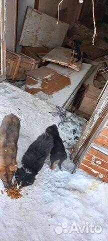 Собака в добрые руки щенки