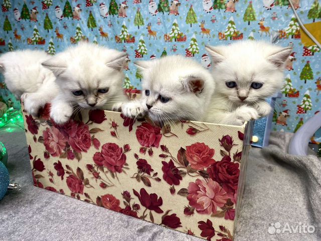 Британские котята колор пойнт