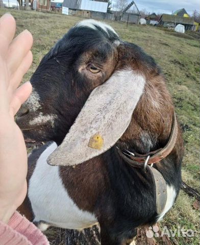 Козел нубийская