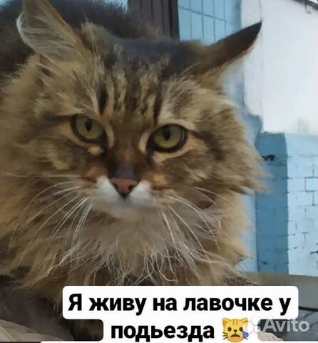 Сибирский молодой кот мёрзнет на улице
