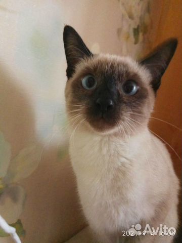 Ищем сиамского кота вязка