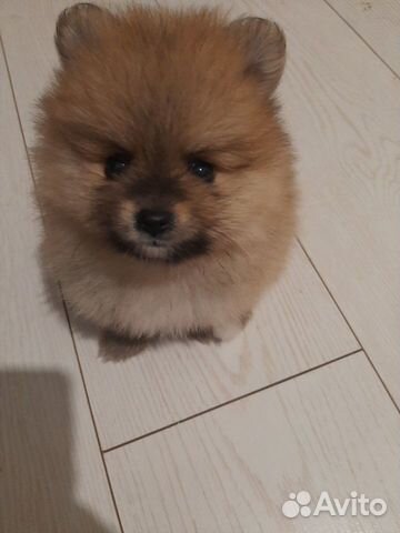 Щенки шпица