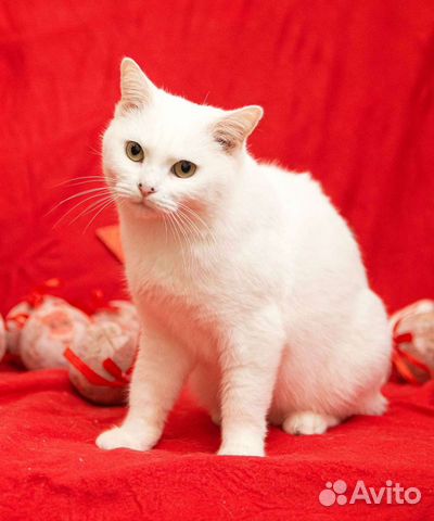 Кошечка с золотыми глазками в дар