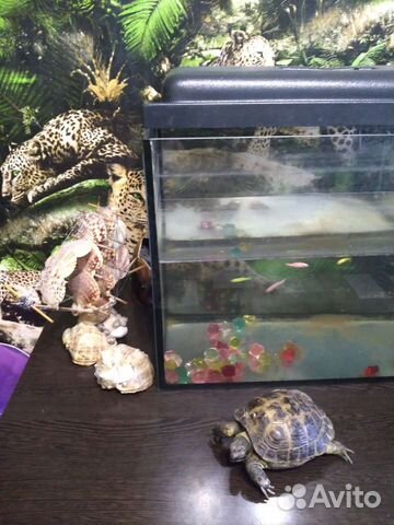 Продается сухопутная черепашка