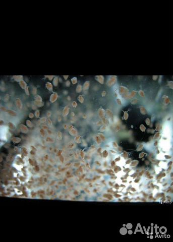 Дафния моина.инфузория,гриндаль,аулофорус,нематода