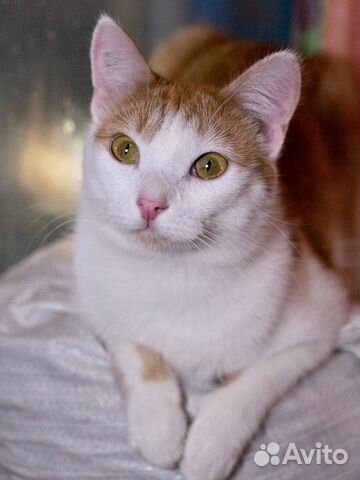 Жора ищет любящую семью и дом