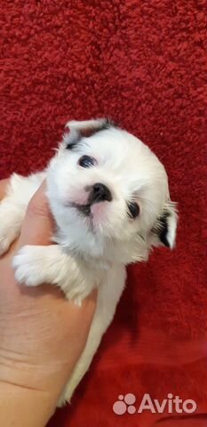 Умка японский хин мальчик