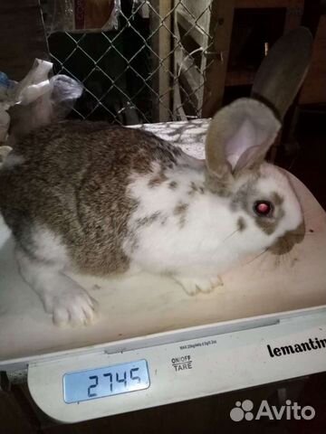 Кролики мясных пород