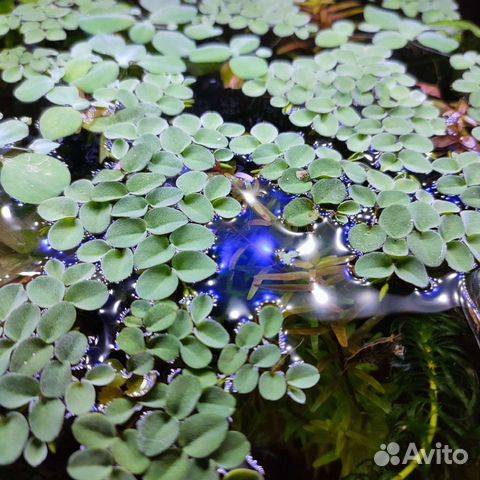 Сальвиния и Пистия