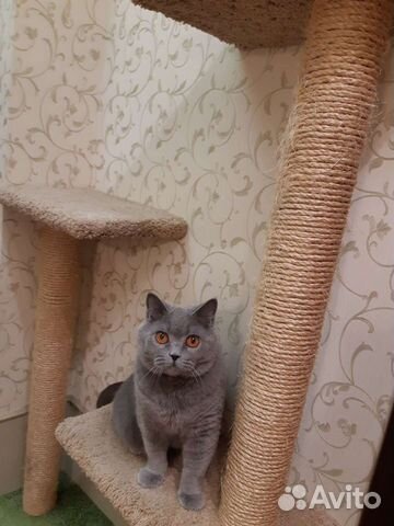 Отдам кота в добрые руки