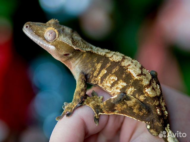 Шикарный самец-бананоед