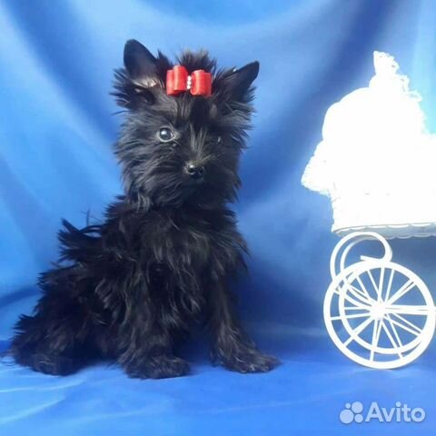 Йорочка, окрас черный