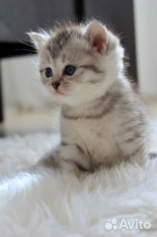 Мраморные британские котята