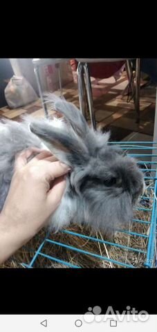Кролик декоративный