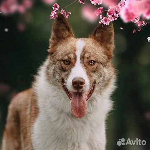 Хаски Маффин в дар