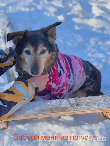 Собака в добрые руки