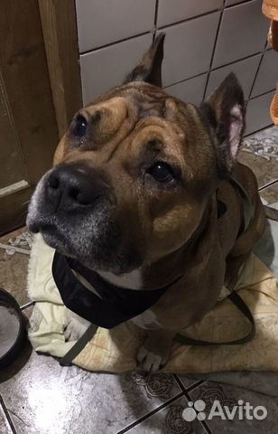 Найдена собака потерялась убежала