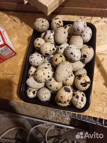Продам перепелок несушек