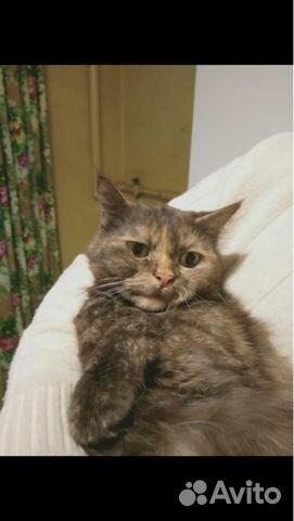 Отдам в хорошие руки