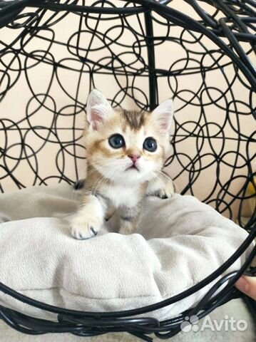 Шотландский котик в редком золотом окрасе