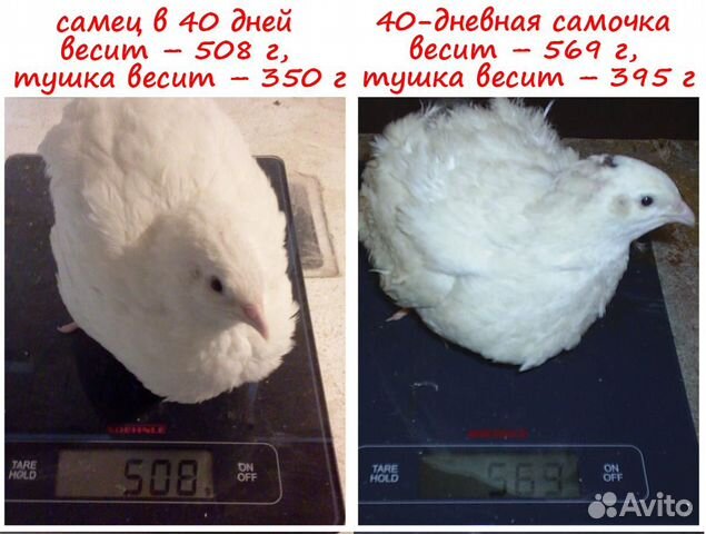 Перепёлки Белый гигант под заказ
