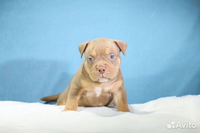 Американский булли