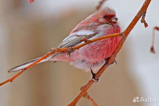 Клесты, урагусы