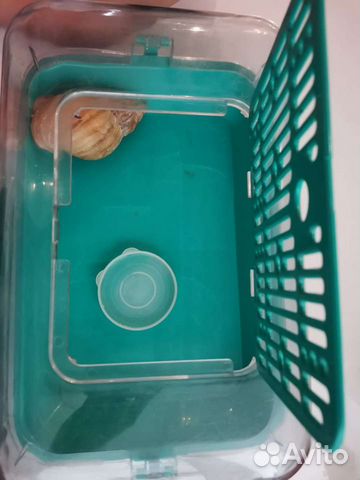 Улитки ахатины