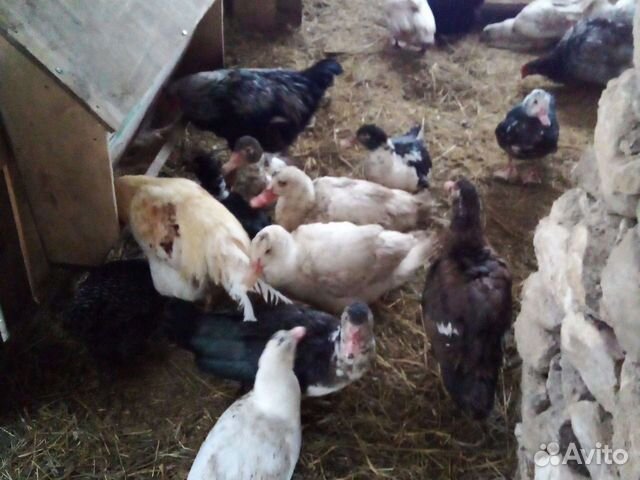 Индоутки коричневые белые