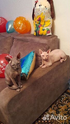 Донской сфинкс и бамбино вязка