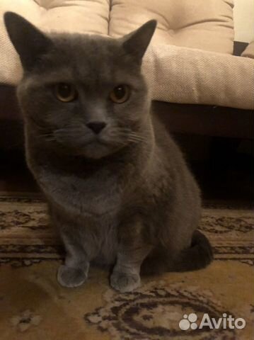 Отдаю в добрые руки Британца