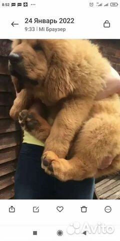 Собака