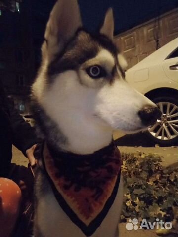 Отдаю в добрые руки