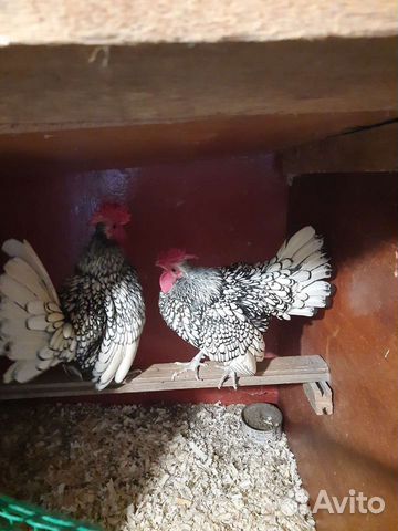 Продаются карликовые курочки