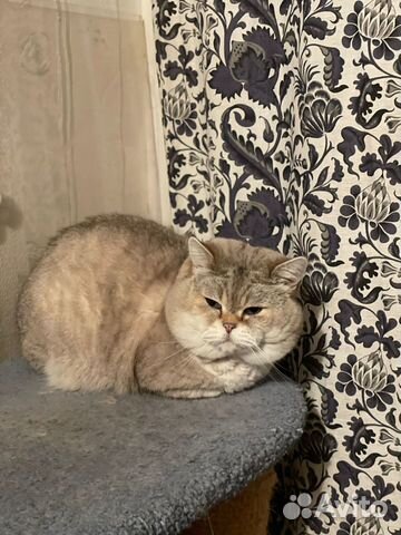 Кот ищет дом