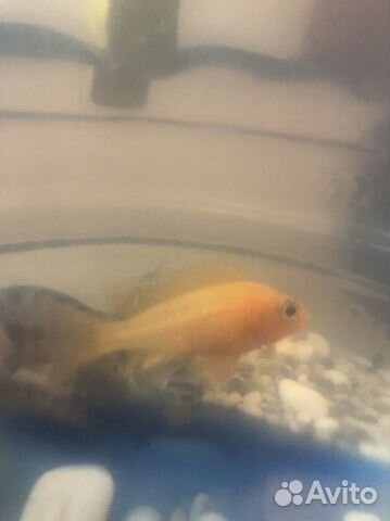 Рыбки аквариумные