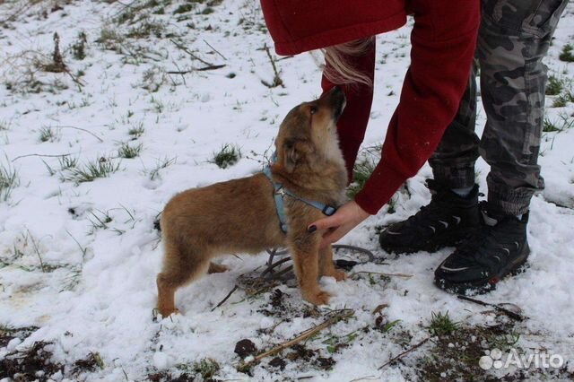 Миниатюрный коротколапик в добрые руки