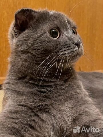 Отдам кота в добрые руки