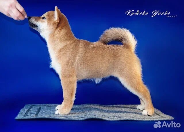Щенок сиба ину/shiba inu девочка