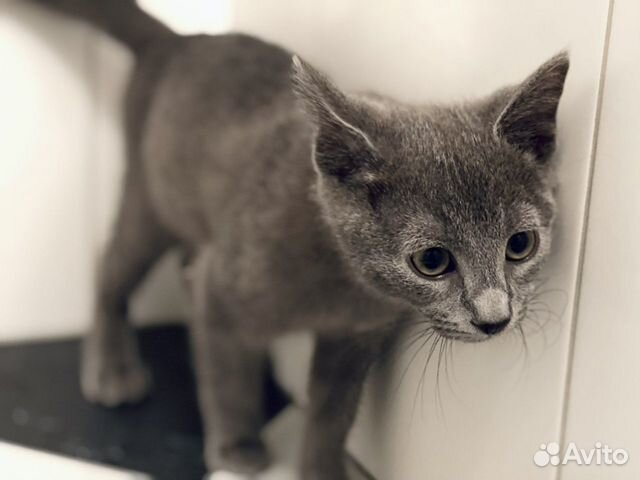 Котята русская голубая